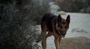 The Top 5 Best Horror Movie Dogs | Love Horror film reviews and news