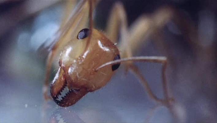 Phase IV (1974) Review | Love Horror film reviews and news